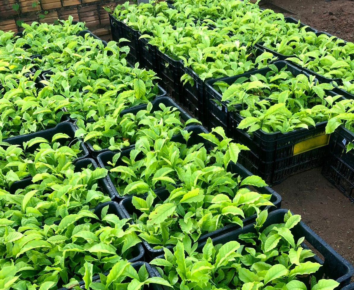 Secretaria de Agricultura adquire 2.000 mudas de Café Conillon Clonal ...